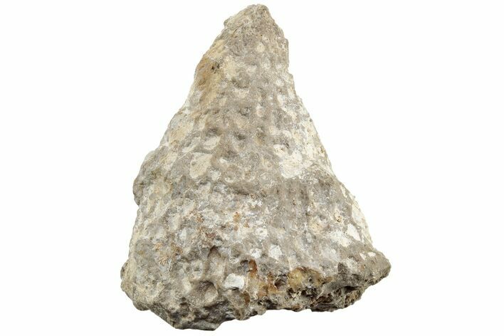 2.4" Cretaceous Fossil Sponge (Siphonia) - Germany (#219213) For Sale ...