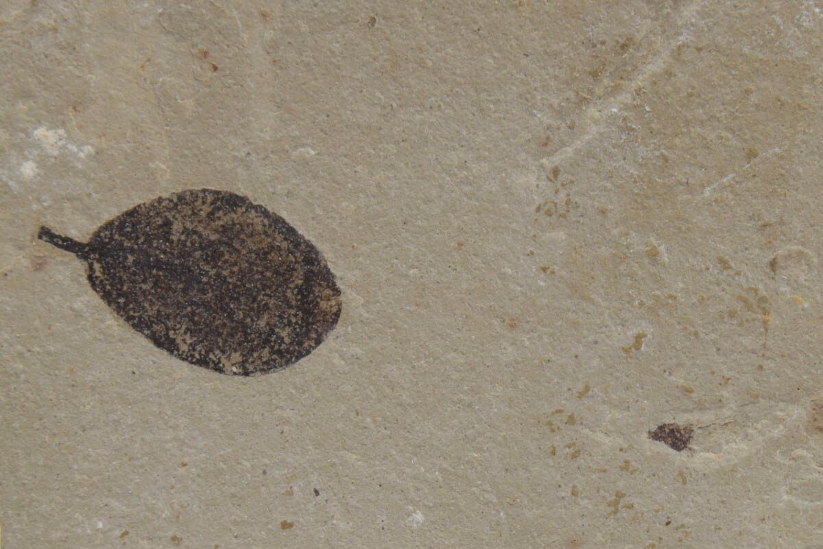 .4" Detailed Fossil Fruit - Green River Formation, Utah (#219767) For ...