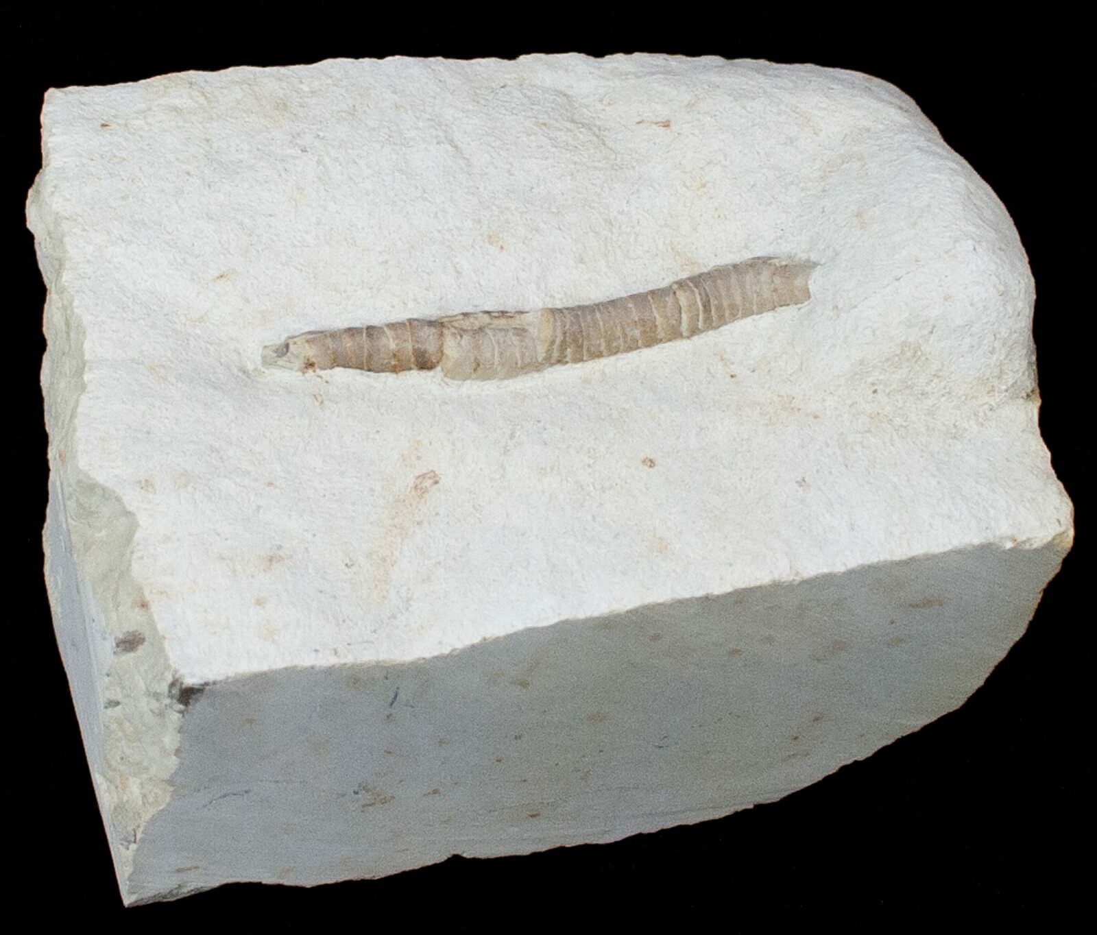 Rare Armored Worm (Lepidocoleus) - Haragan Formation (#13587) For Sale ...