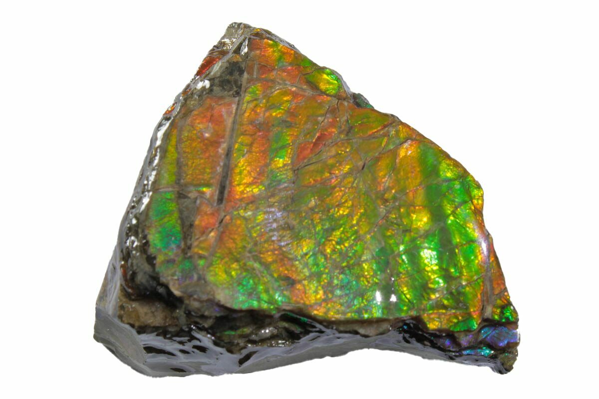 1.2" Iridescent Ammolite (Fossil Ammonite Shell) - Alberta, Canada ...