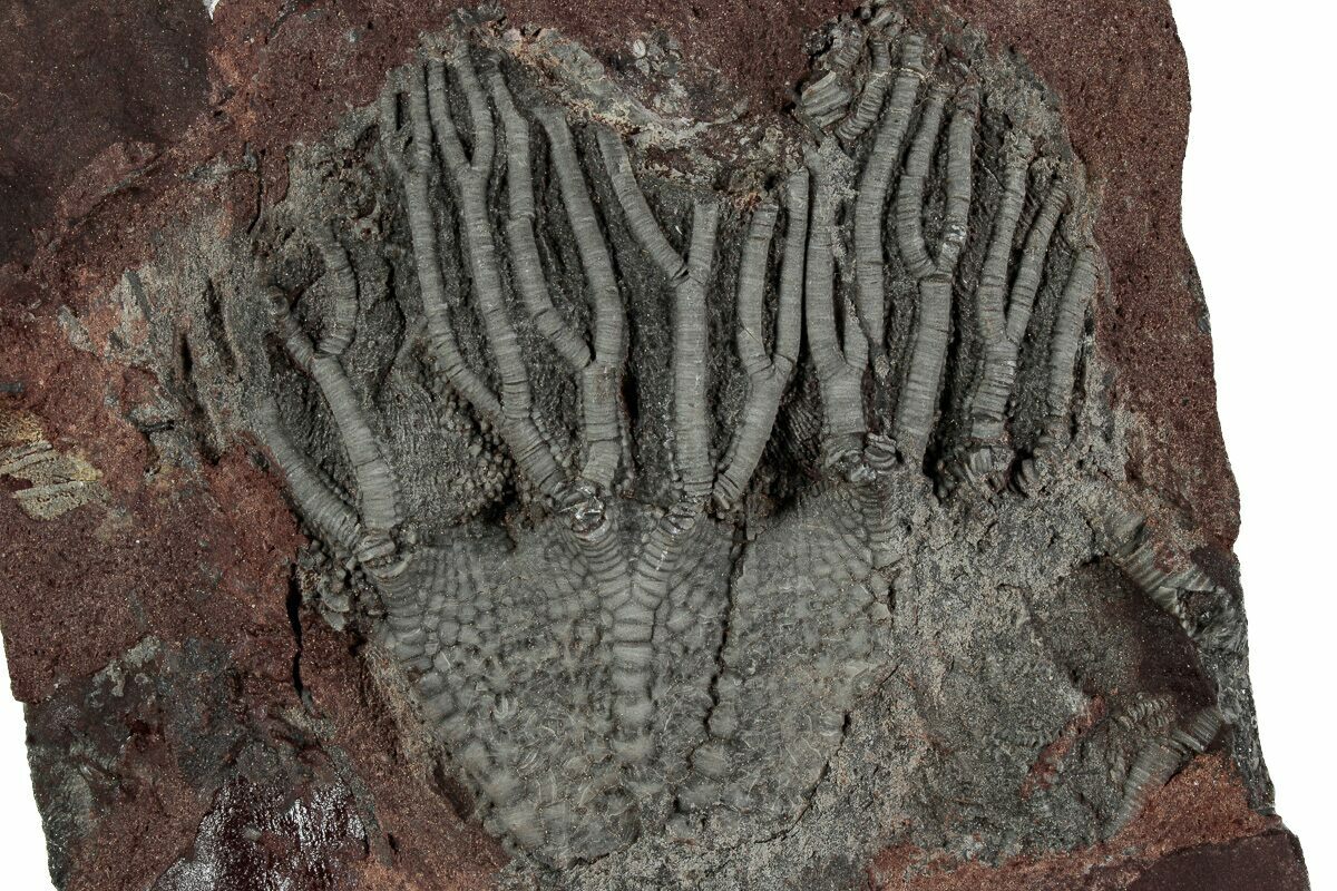 8.25" Silurian Fossil Crinoid (Scyphocrinites) Plate - Morocco (#223295 ...