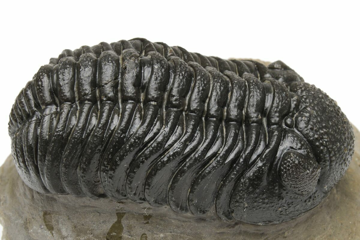 2.3" Detailed Morocops Trilobite - Ofaten, Morocco (#223381) For Sale ...