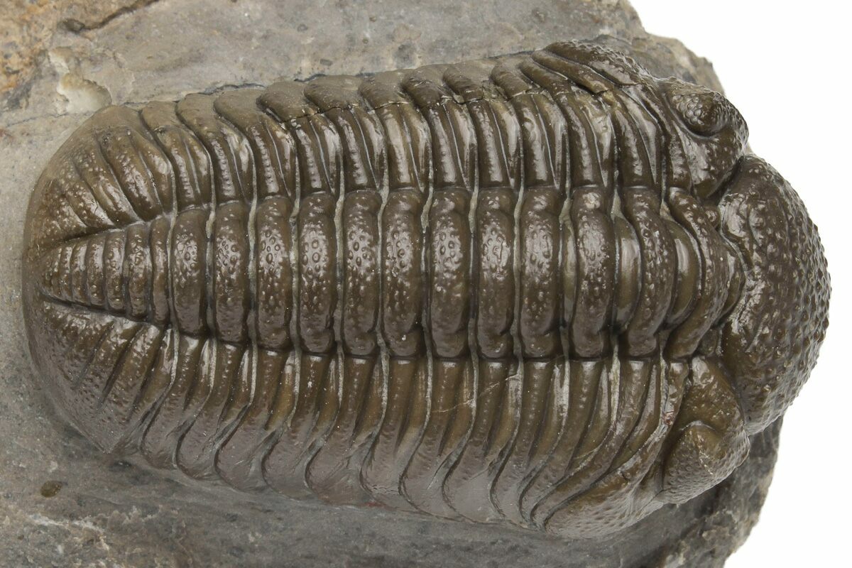 2" Detailed Morocops Trilobite - Ofaten, Morocco (#223383) For Sale ...