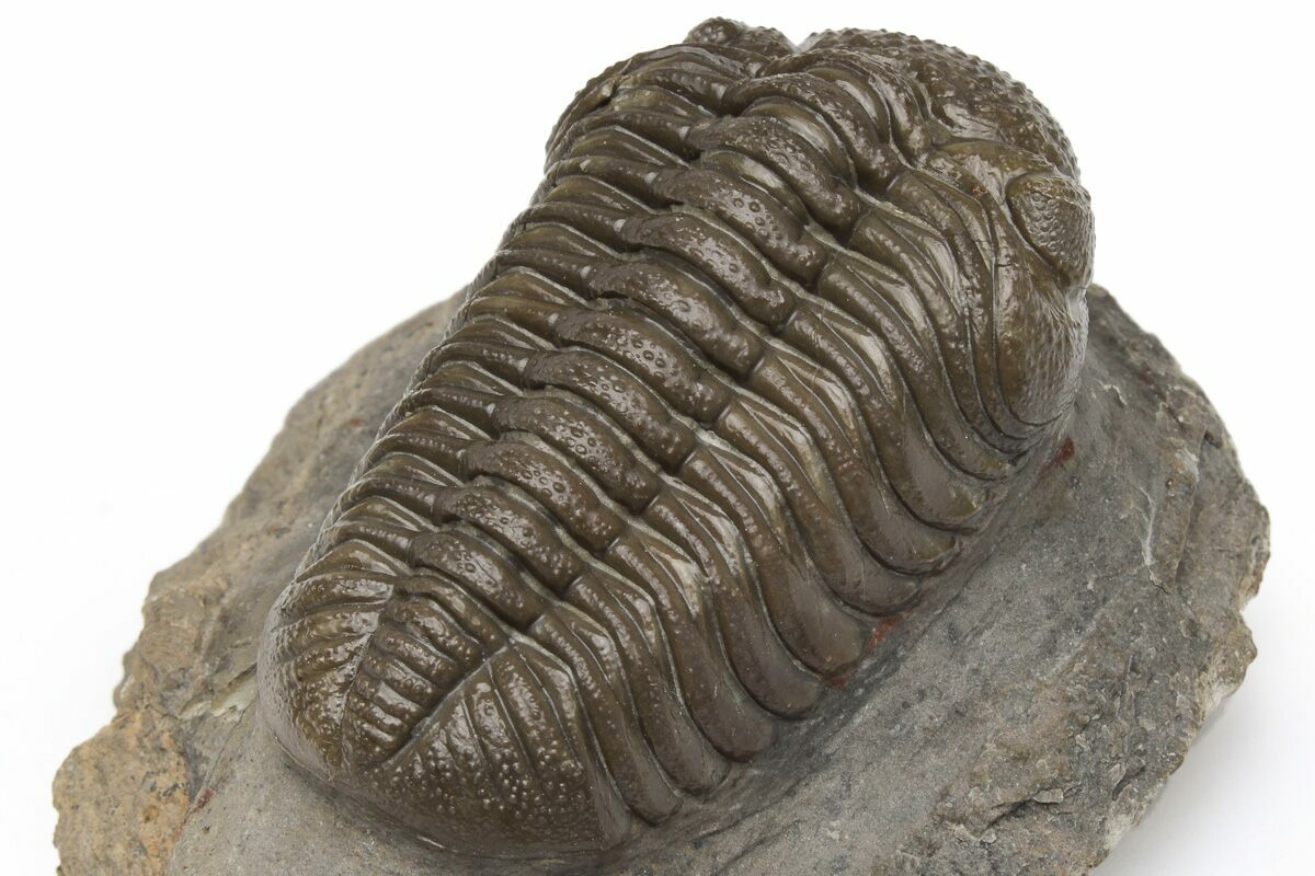 2" Detailed Morocops Trilobite - Ofaten, Morocco (#223383) For Sale ...