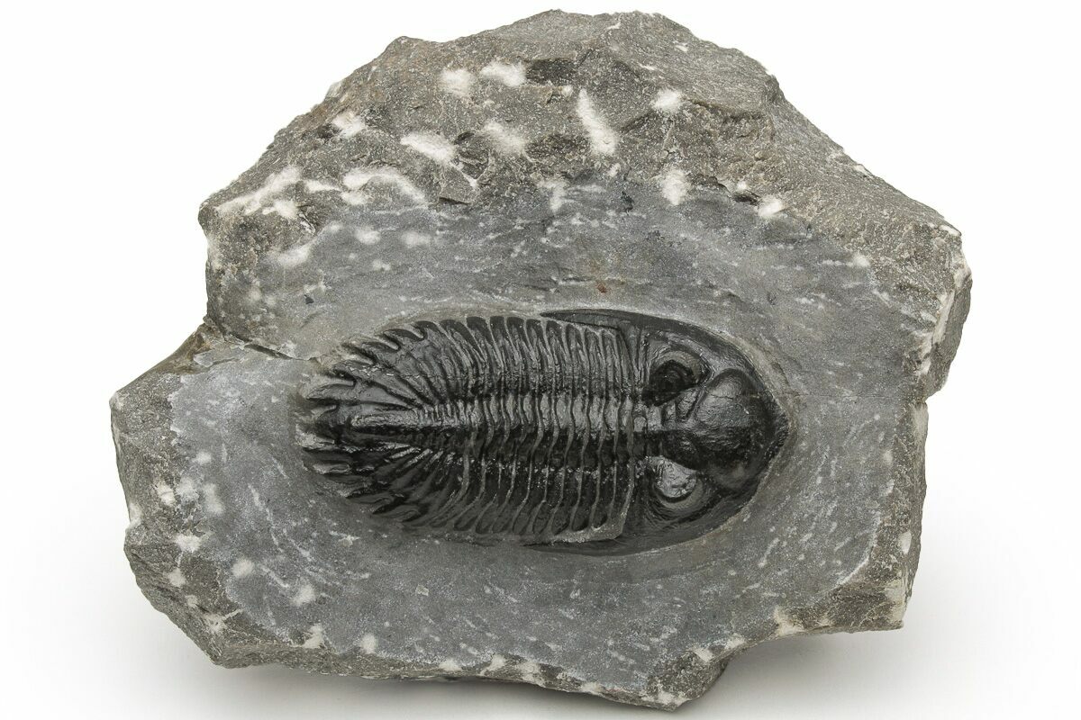 2.6" Hollardops Trilobite - Preserved Eye Facets (#223651) For Sale ...