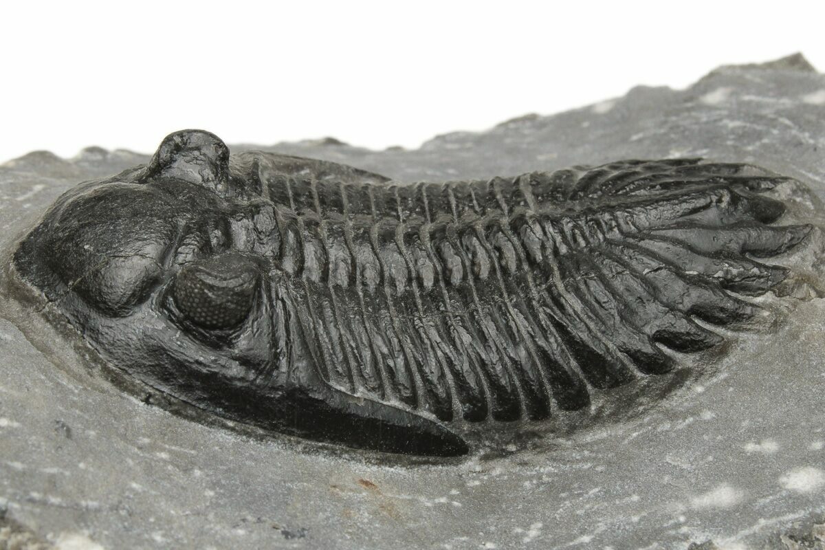 2.6" Hollardops Trilobite - Preserved Eye Facets (#223651) For Sale ...