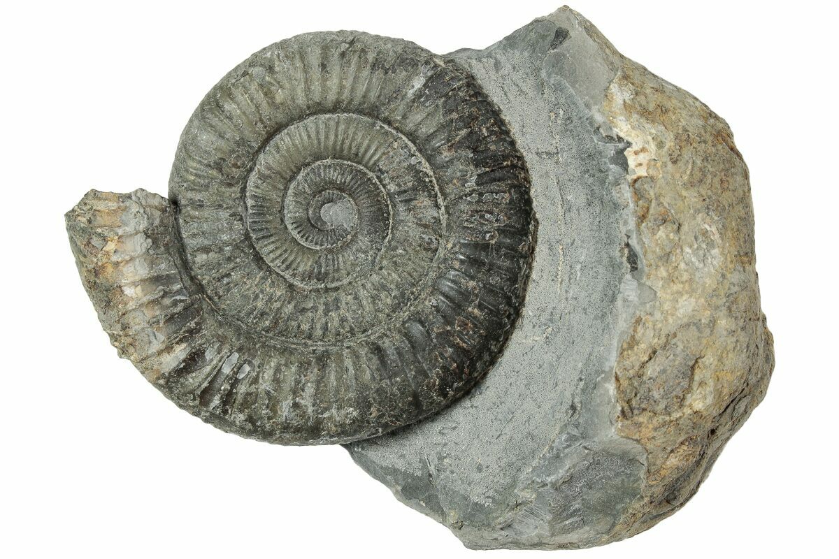 2.3" Ammonite (Dactylioceras) Fossil - England (#223851) For Sale ...