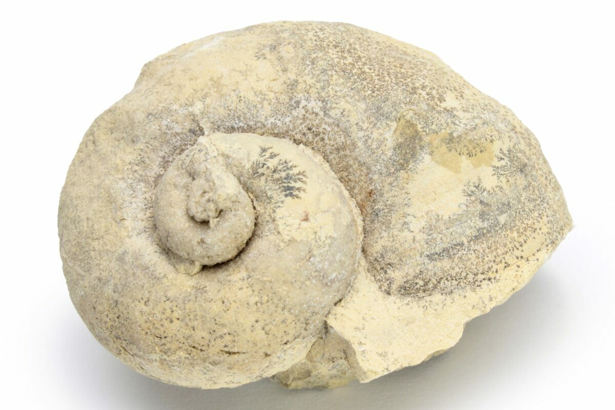 1.8" Ordovician Gastropod (Holopea) Fossil - Wisconsin (#224311) For ...