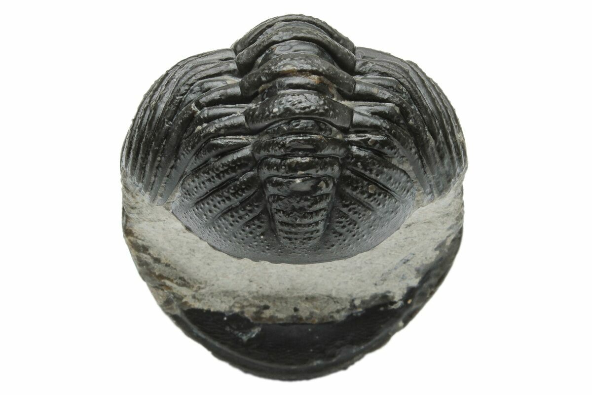 1.1" Wide, Curled Morocops Trilobite - Morocco (#224062) For Sale ...