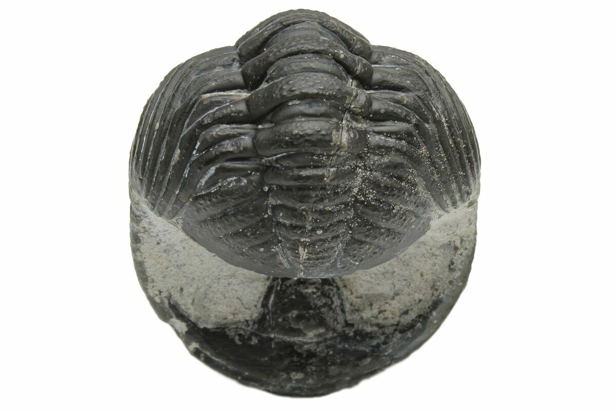 1.15" Wide, Curled Morocops Trilobite - Morocco (#224067) For Sale ...