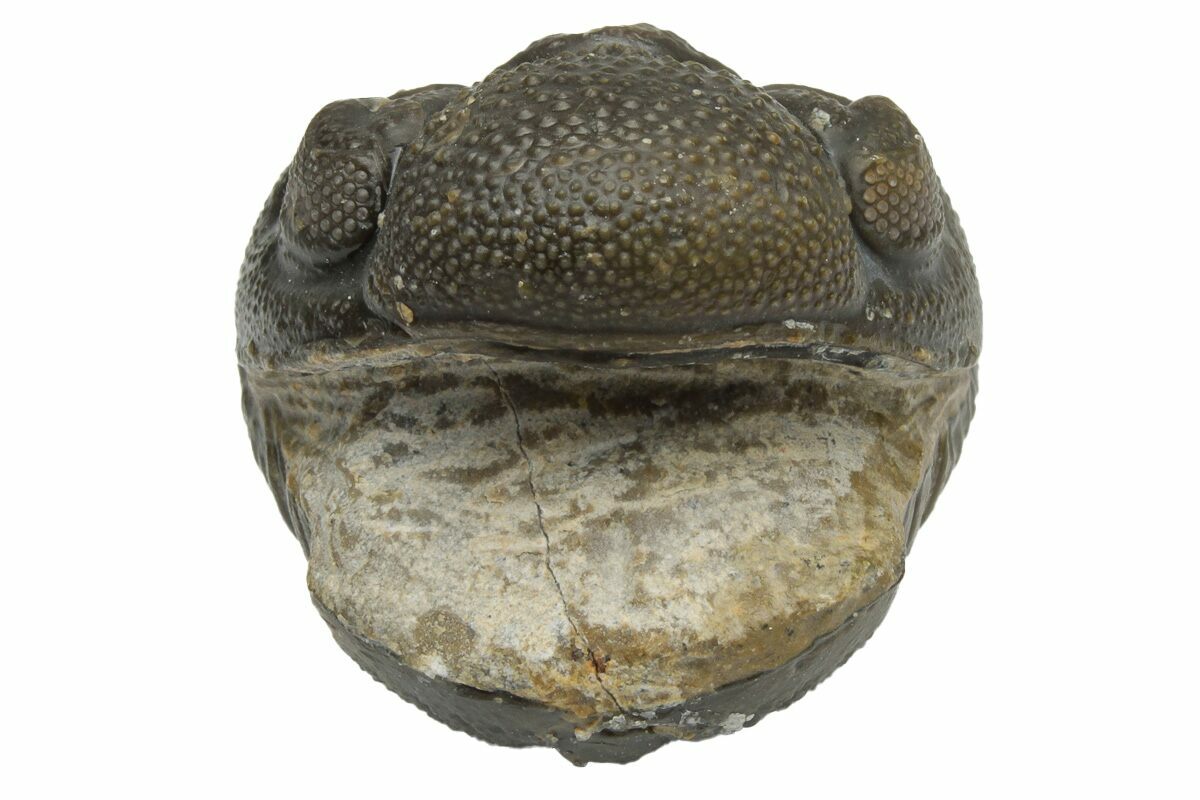 1.15" Wide, Enrolled Morocops Trilobite - Morocco (#224072) For Sale ...