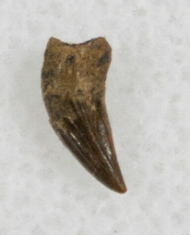 .25" Raptor Tooth - Paronychodon Characteristics (#13669) For Sale ...