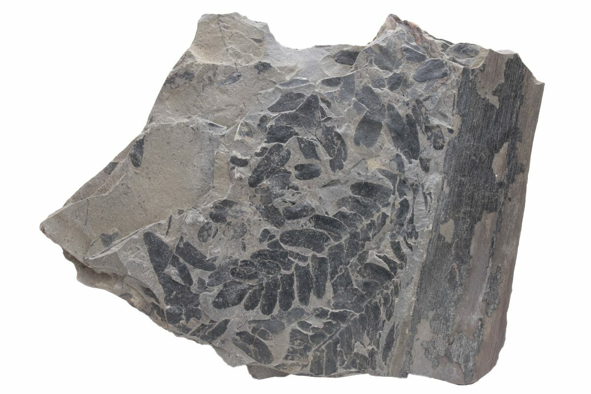 6.1" Pennsylvanian Fossil Fern and Horsetail Plate - Kentucky (#224649 ...