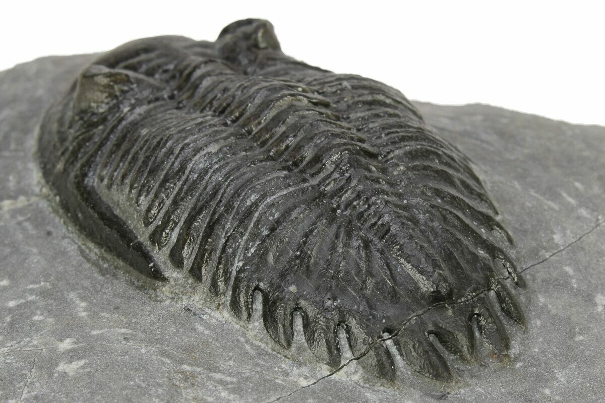 2" Hollardops Trilobite - Preserved Eye Facets (#223707) For Sale ...