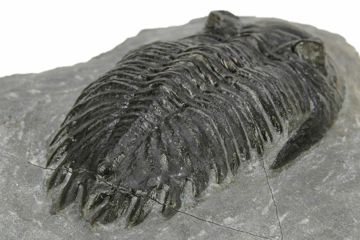 2" Hollardops Trilobite - Preserved Eye Facets (#223707) For Sale ...