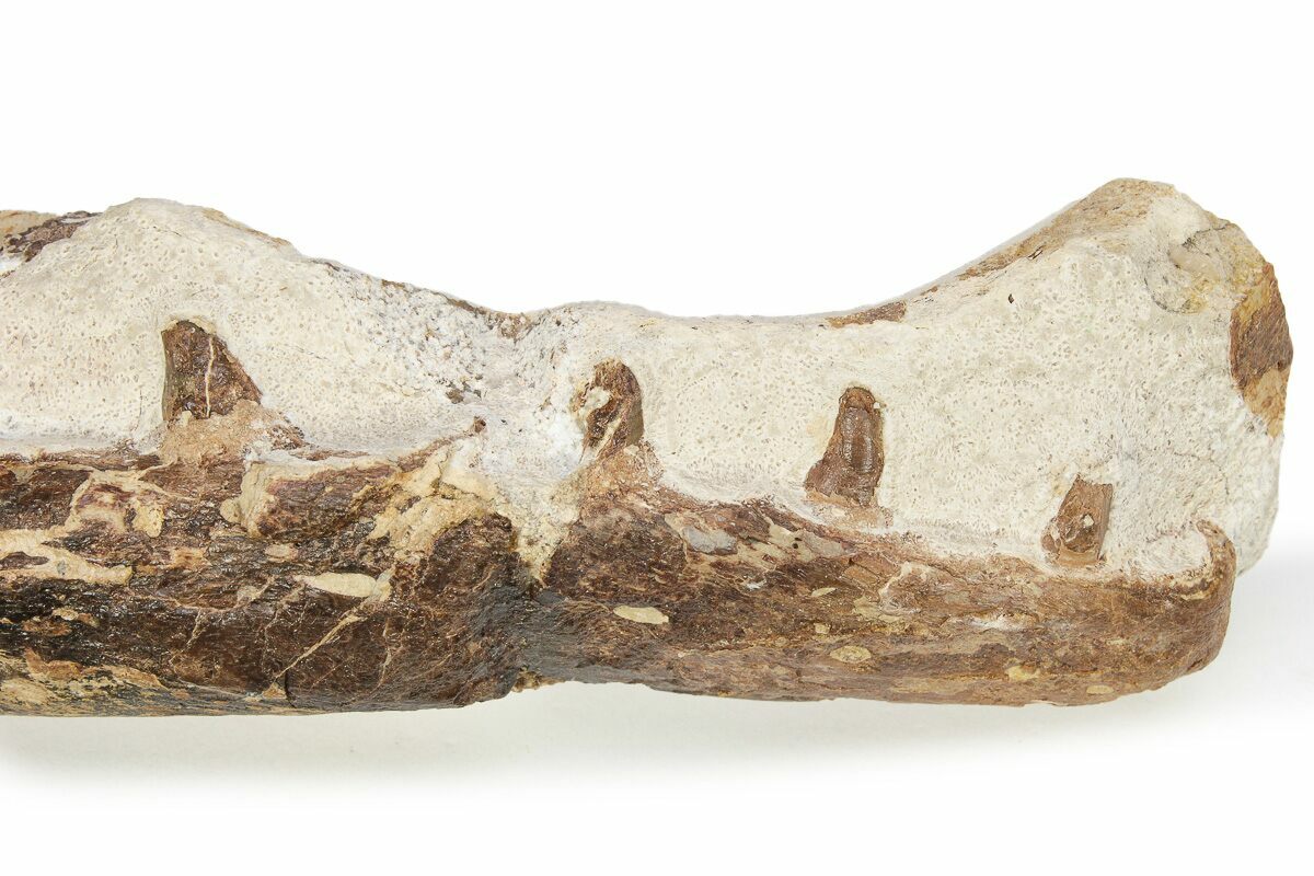 9.35" Fossil Mosasaur (Tethysaurus) Jaw Section - Asfla, Morocco ...