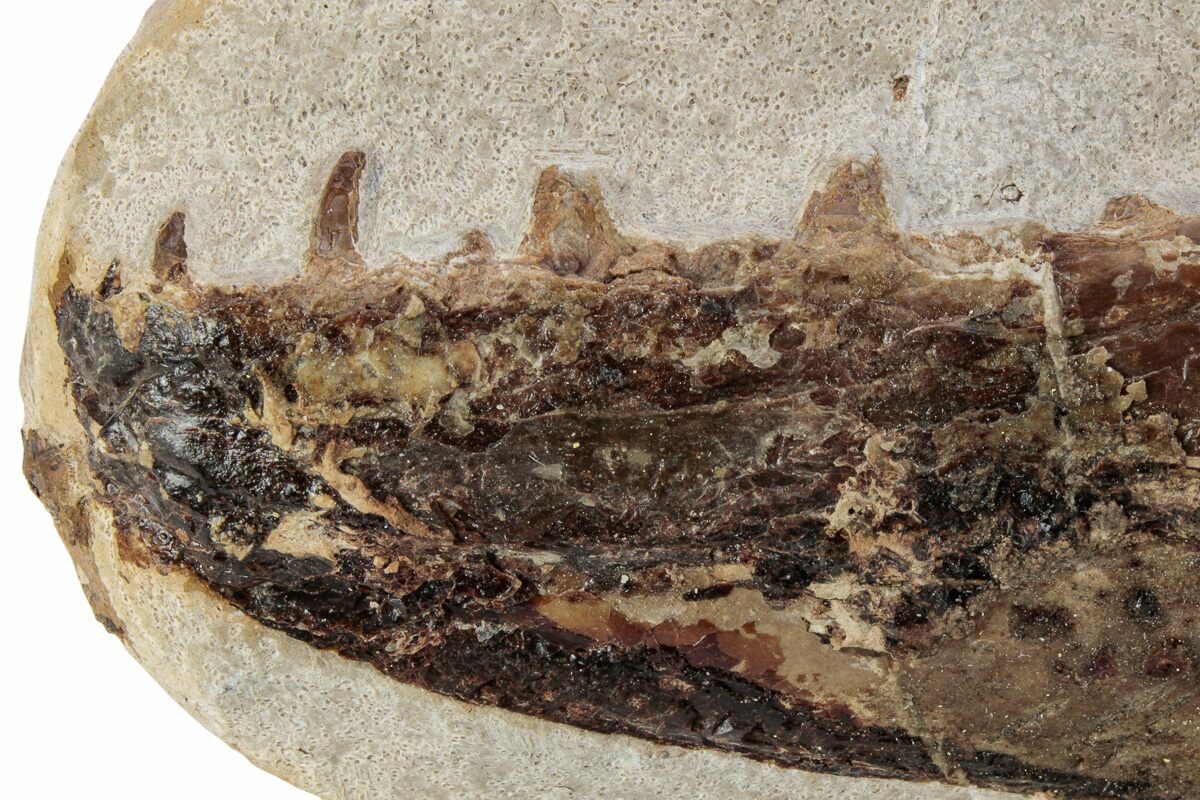 7.5" Fossil Mosasaur (Tethysaurus) Jaw Section - Asfla, Morocco ...