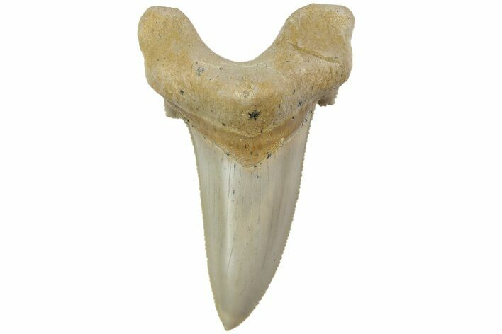 3.40" Serrated Sokolovi (Auriculatus) Shark Tooth - Dakhla, Morocco ...