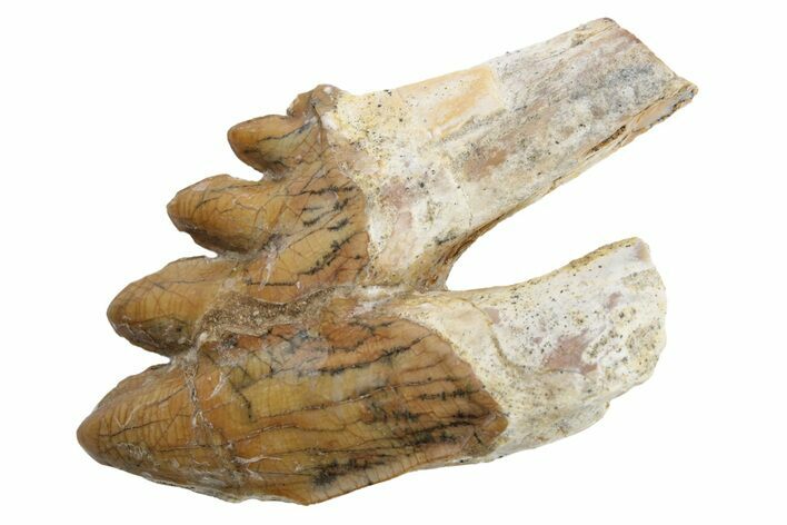 2.8" Fossil Primitive Whale (Basilosaur) Molar - Morocco (#225360) For ...