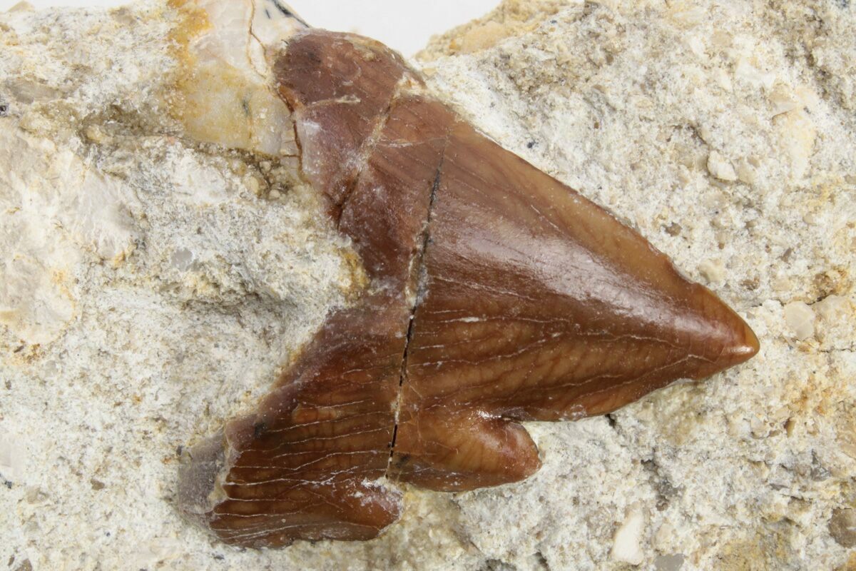 1.1" Fossil Primitive Whale (Basilosaur) Premolar Tooth - Morocco ...