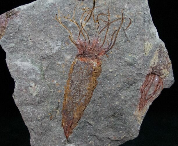 Eocrinoid (Ascocystites) From Morocco - Ordovician (#13719) For Sale ...