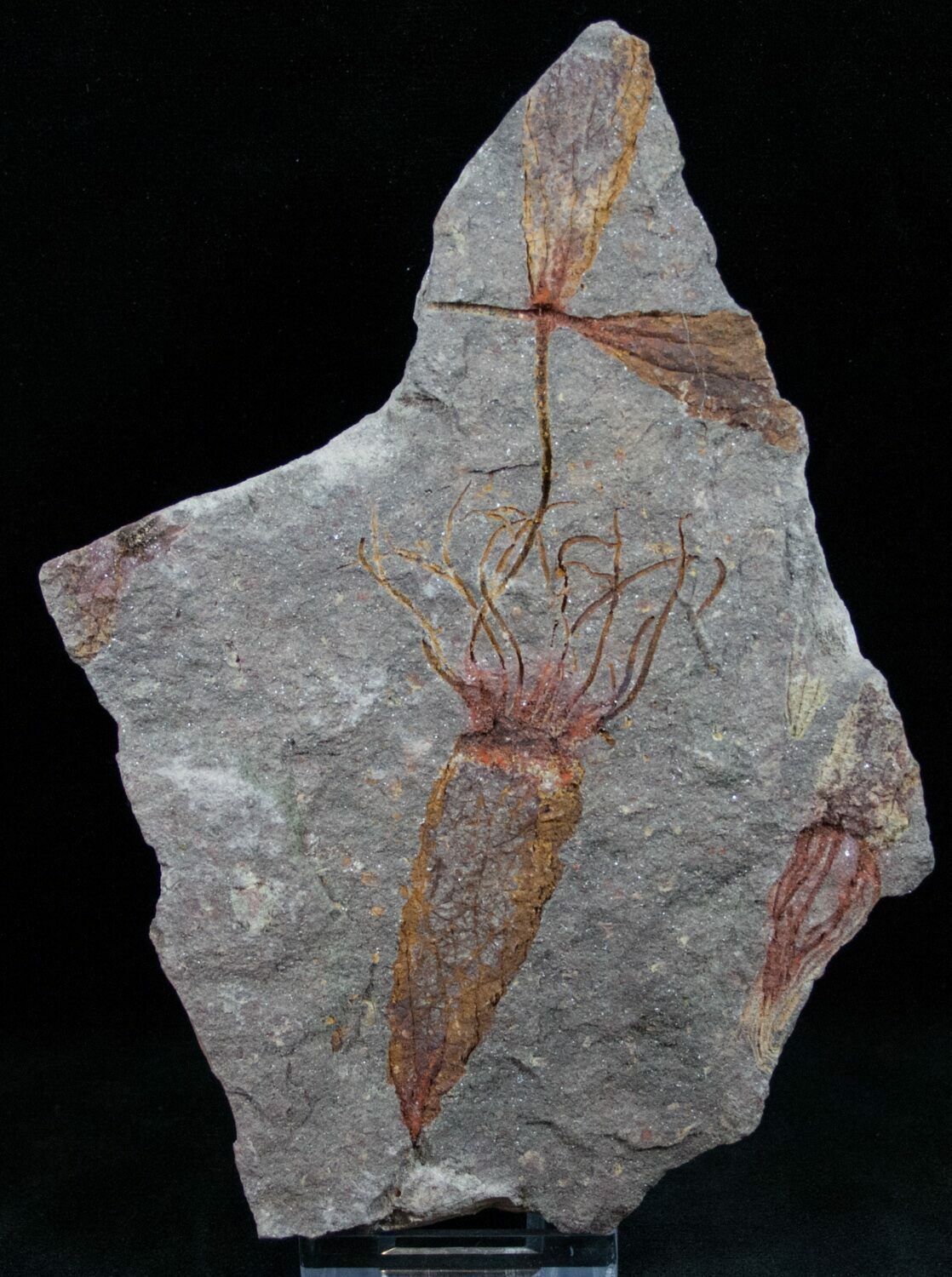 Eocrinoid (Ascocystites) From Morocco - Ordovician For Sale (#13719 ...