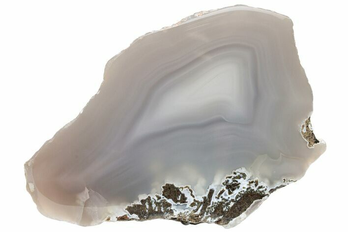 4.9" Banded Agate Petrified Wood Limb Cast - Oregon (#225049) For Sale ...