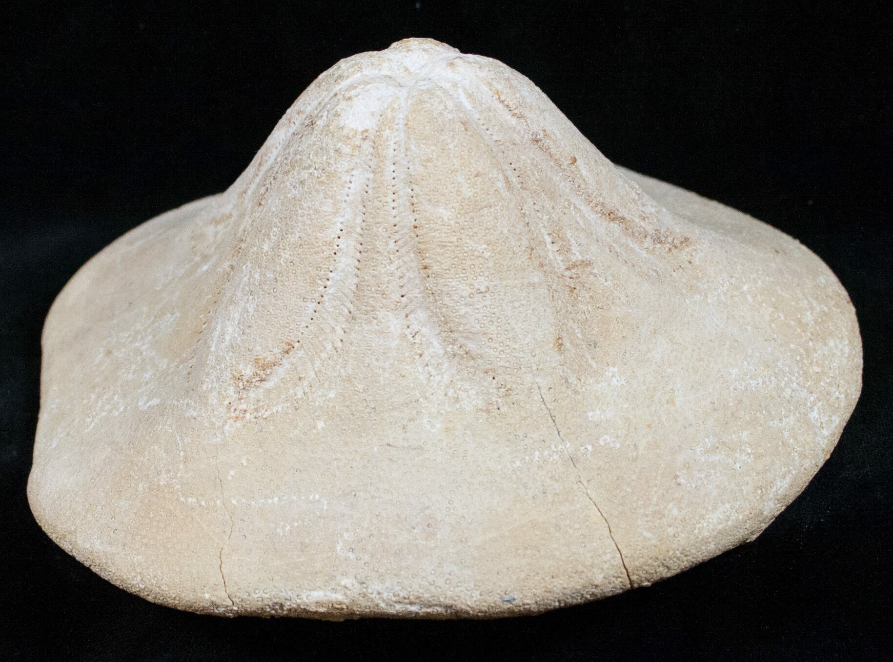 Huge 4.9" Clypeaster Urchin Fossil - Taza, Morocco (#13722) For Sale ...