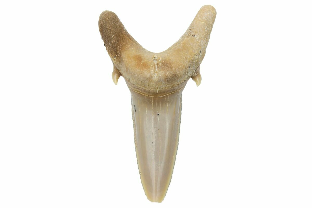 1.33" Sand Tiger Shark (Carcharias) Tooth - Dakhla, Morocco (#225298 ...