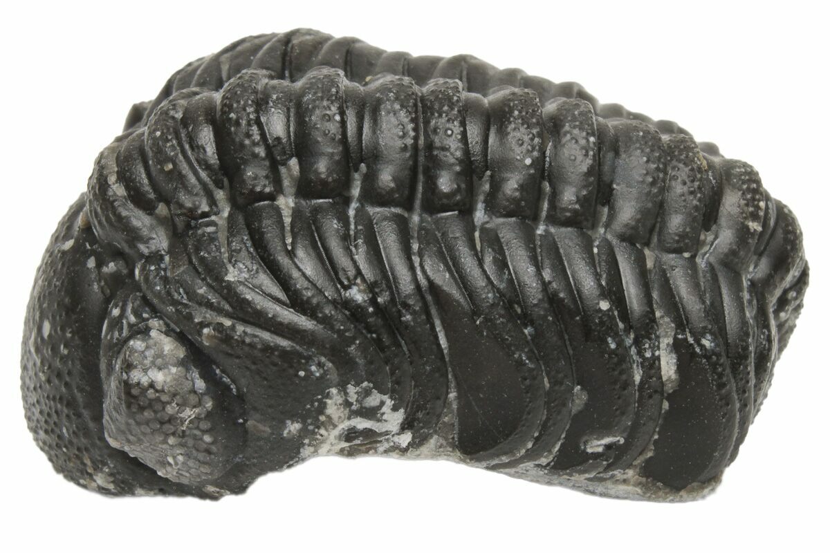 .68" Wide, Curled Austerops Trilobite - Morocco (#224222) For Sale ...
