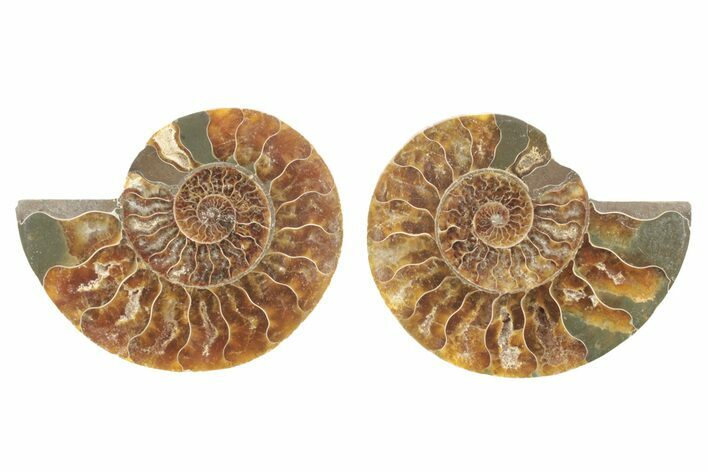 3.3" Cut & Polished, Agatized Ammonite Fossil - Madagascar (#223127 ...