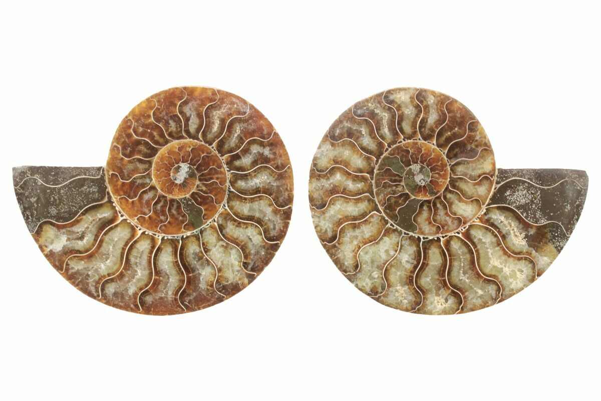 3.9" Cut & Polished, Agatized Ammonite Fossil - Madagascar (#223130) For Sale - FossilEra.com