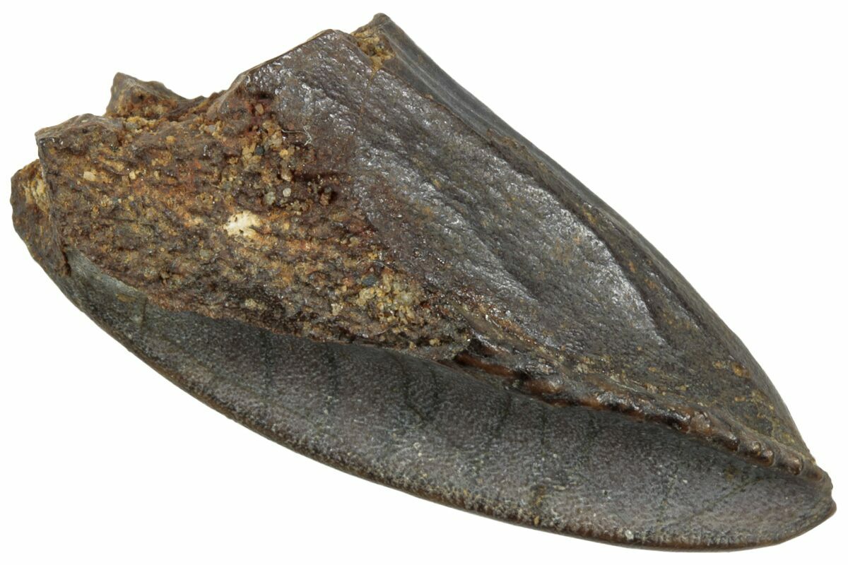 1" Hadrosaur (Lambeosaurus?) Tooth - Judith River Formation (#225853 ...