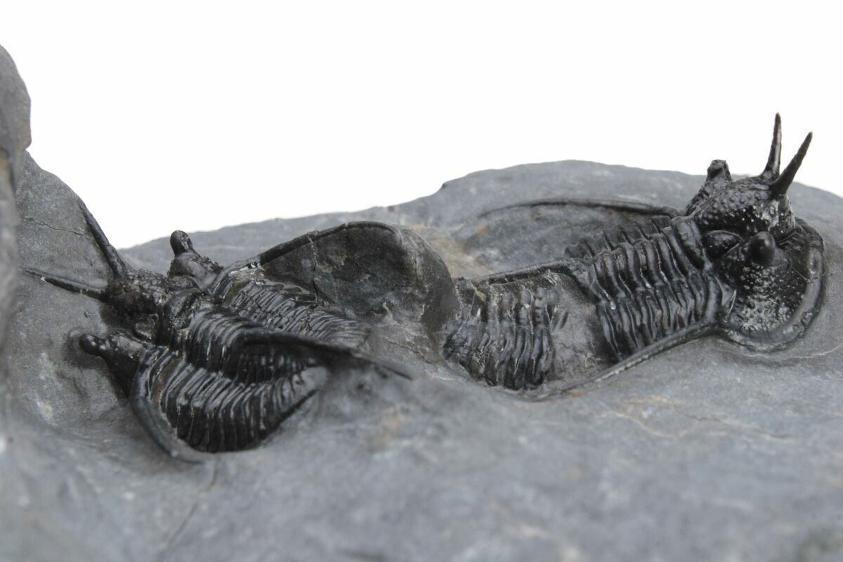 "Devil Horned" Cyphaspis Walteri Trilobite Cluster (#226075) For Sale ...