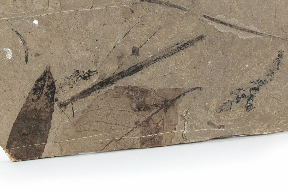 6.65 Fossil Leaf Plate - McAbee, BC (#226148) For Sale - FossilEra.com