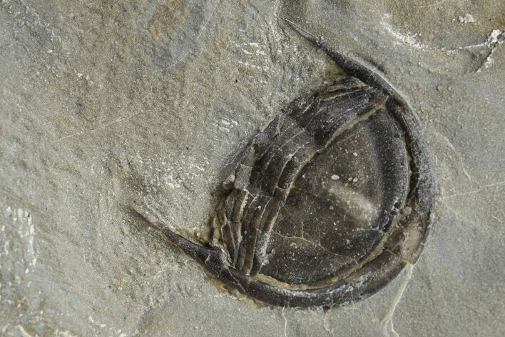 .45" Enrolled Isoteloides Flexus Trilobite - Fillmore Formation, Utah ...