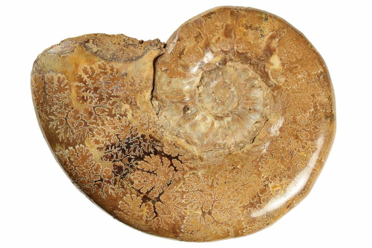 4.4" Jurassic Ammonite (Hemilytoceras) Fossil - Madagascar (#226716 ...