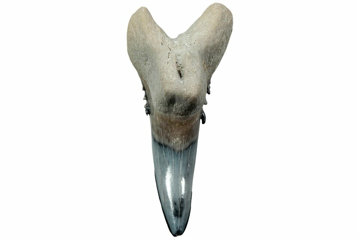 1.28" Bone Valley Shark Tooth (Hemipristis) - Lower Tooth (#226818) For ...