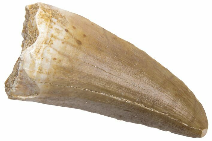 1.85" Fossil Mosasaur (Mosasaurus) Tooth - Morocco (#226341) For Sale ...