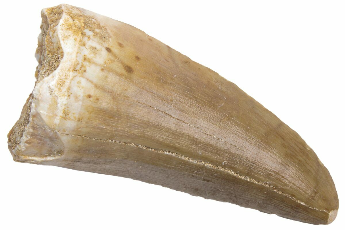 1.85" Fossil Mosasaur (Mosasaurus) Tooth - Morocco (#226341) For Sale ...