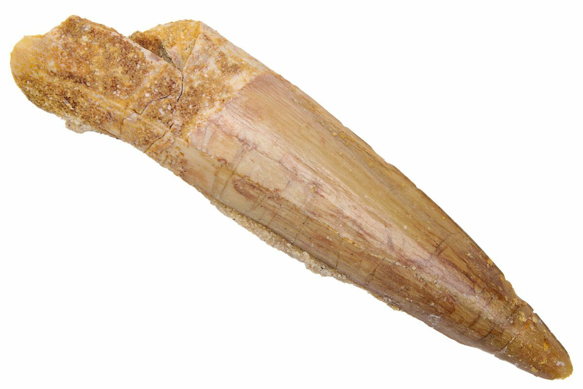 2.1" Fossil Spinosaurus Tooth - Real Dinosaur Tooth (#226397) For Sale ...