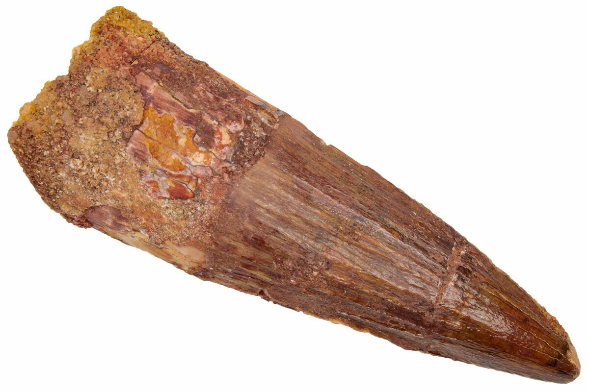 1.81" Fossil Spinosaurus Tooth - Real Dinosaur Tooth (#226419) For Sale ...