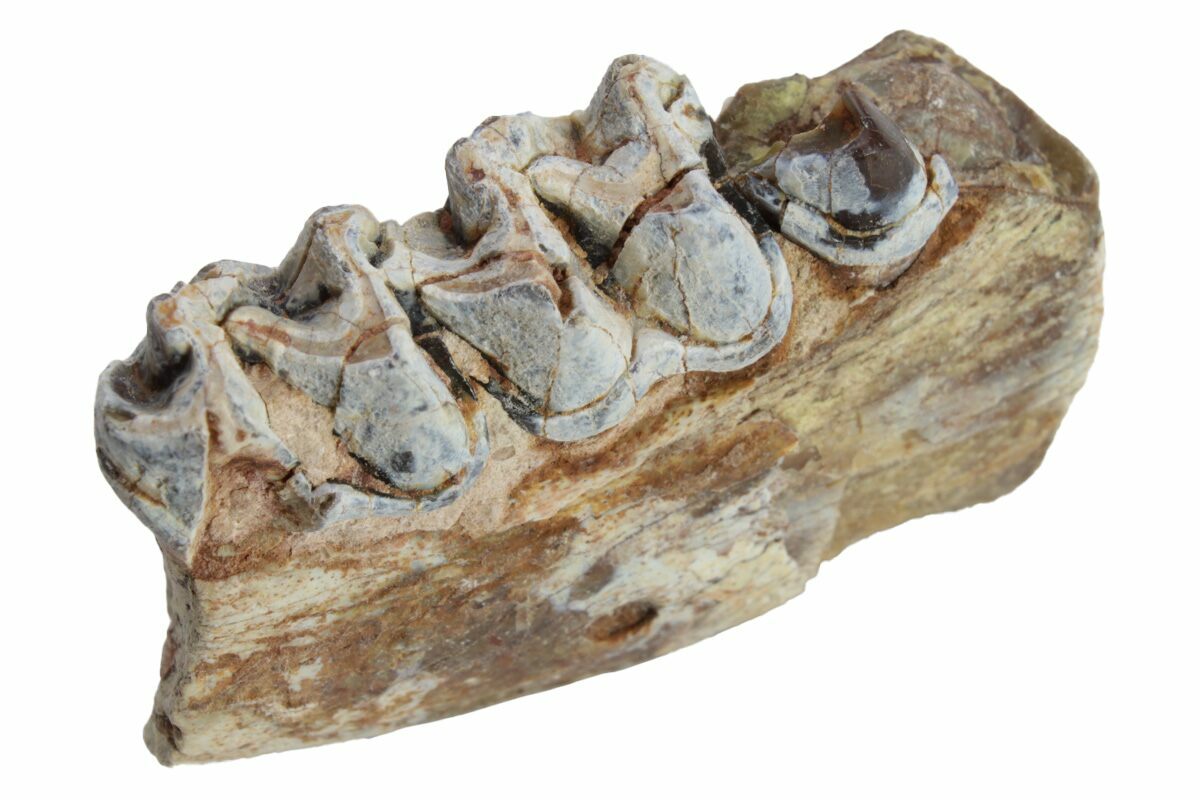 1.45" Fossil Horse (Mesohippus) Jaw Section - South Dakota (#223395 ...