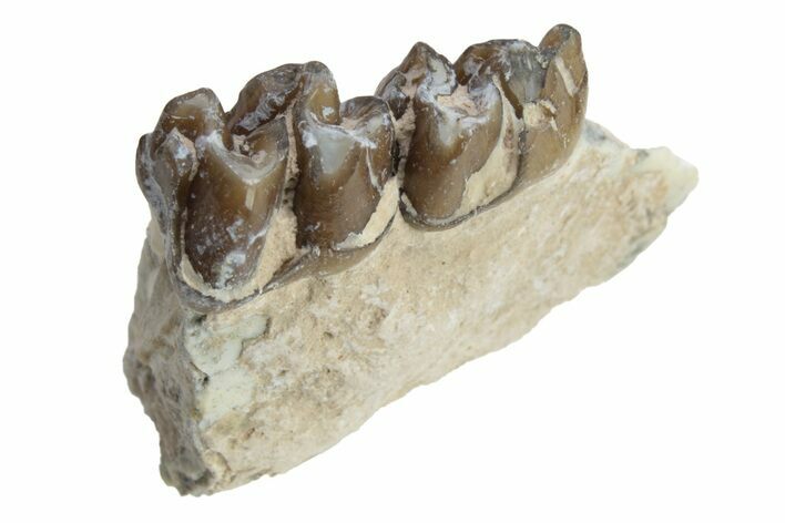 1.15" Fossil Horse (Mesohippus) Jaw Section - South Dakota (#223399 ...