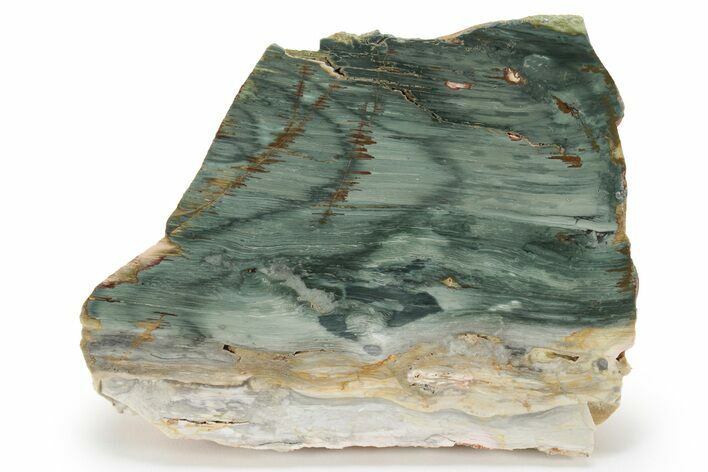 6.8" Gary Green Jasper (Larsonite) Bog Wood Section - Oregon (#227974 ...