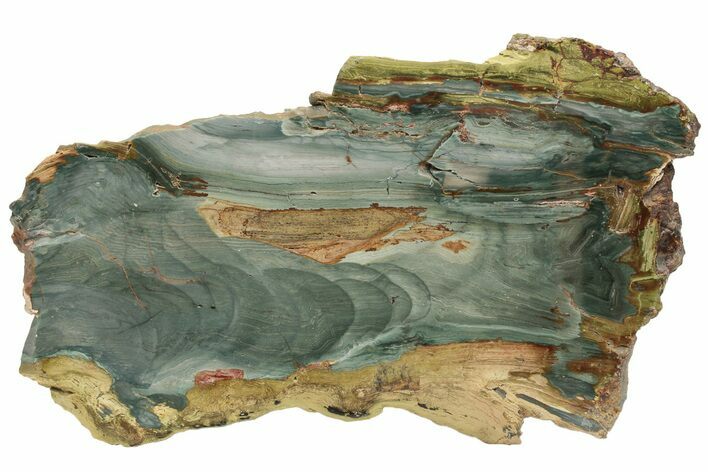 8.3" Gary Green Jasper (Larsonite) Bog Wood Slab - Oregon (#228003) For ...