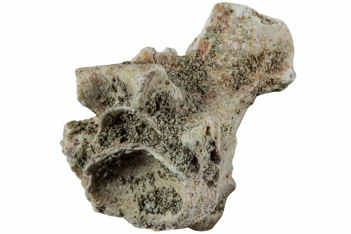 1.15" Fossil Sea Snake (Palaeophis) Vertebra - Morocco (#227946) For ...