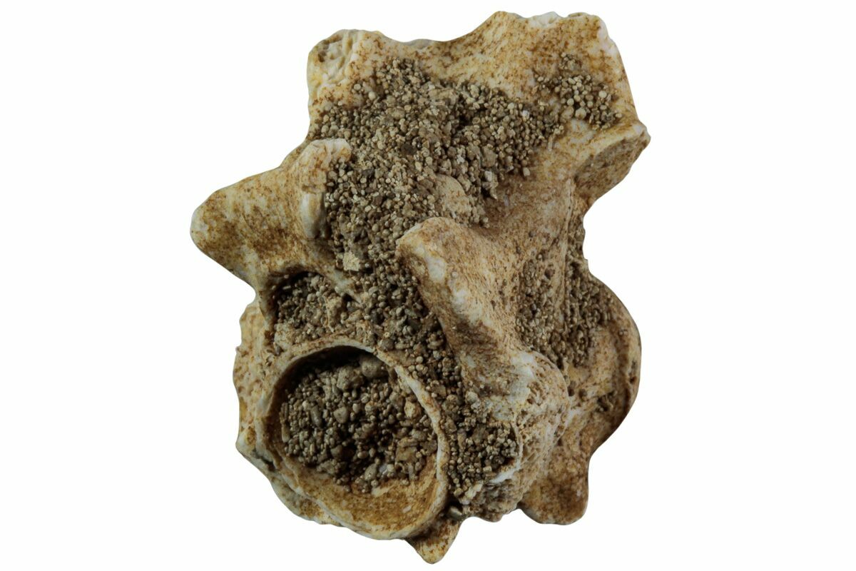 .9" Fossil Sea Snake (Palaeophis) Vertebra - Morocco (#227954) For Sale ...