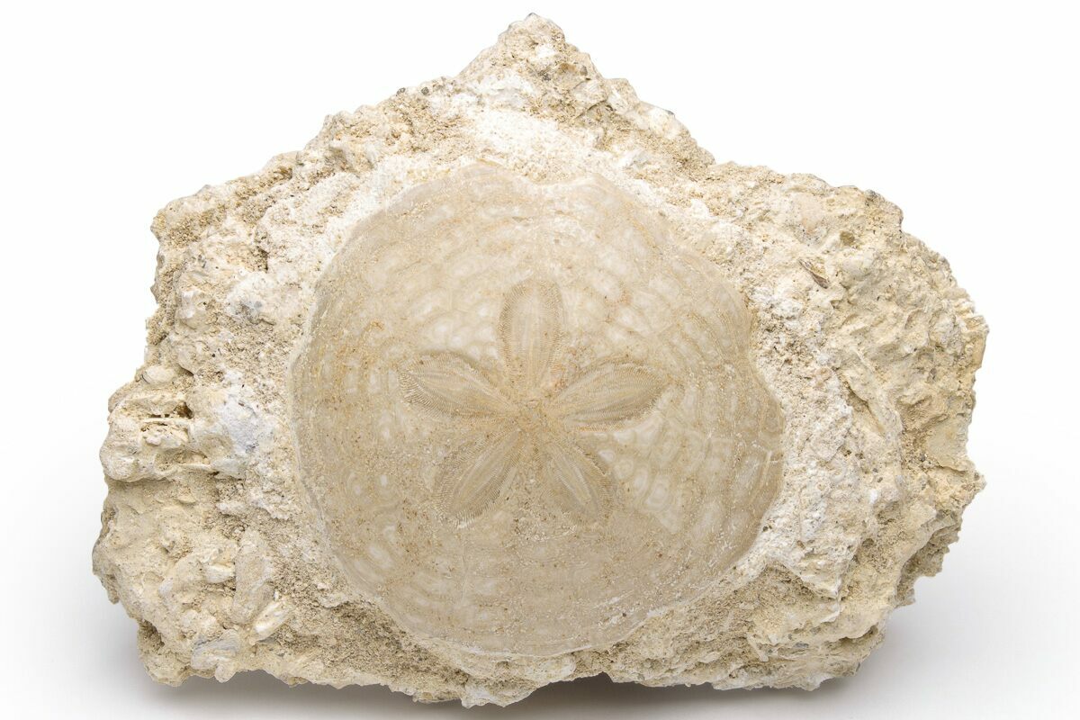 2.9" Fossil Sand Dollar (Scutella) - France (#227717) For Sale ...
