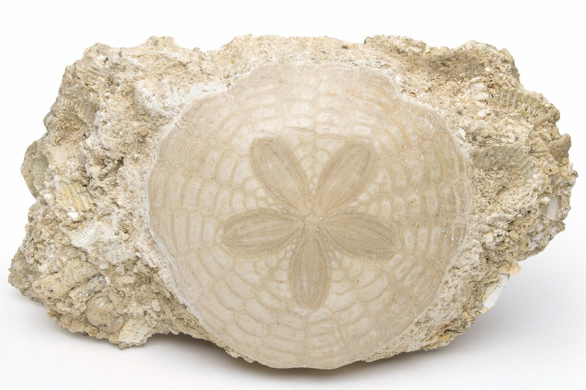 3.1" Fossil Sand Dollar (Scutella) - France (#227718) For Sale ...
